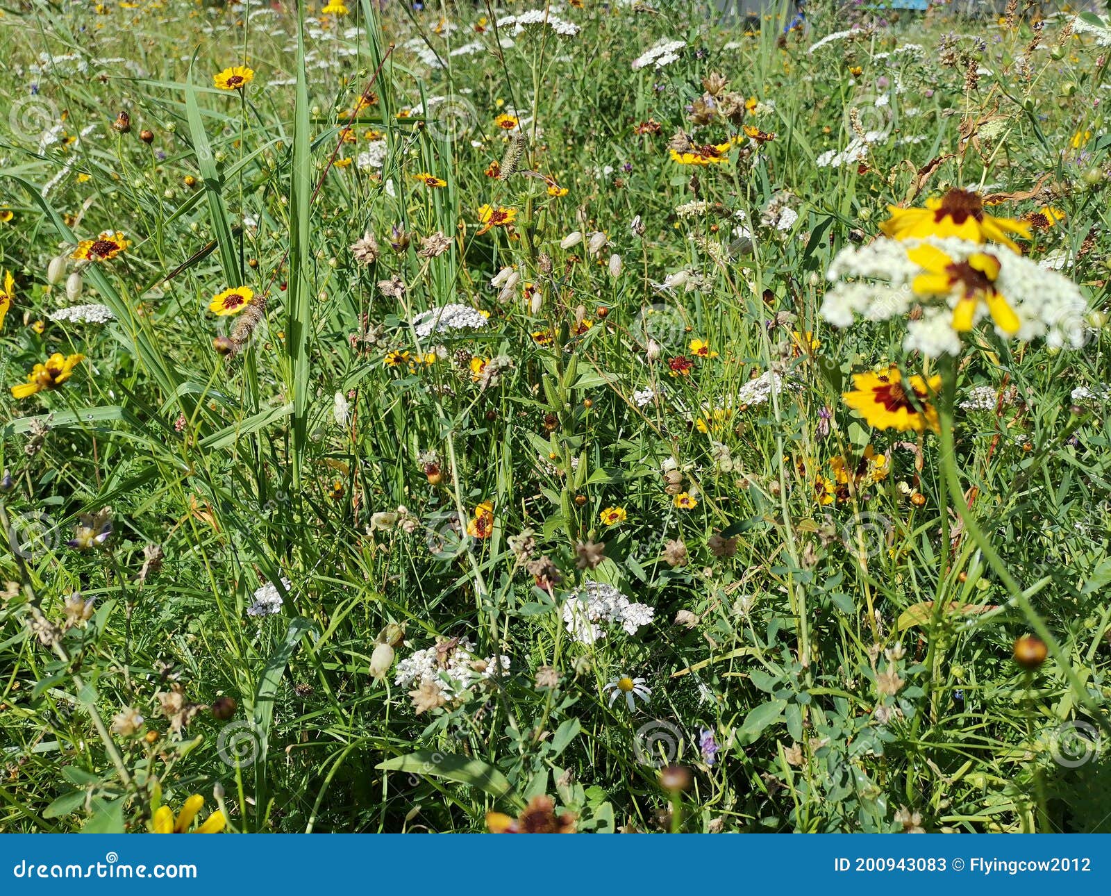 Pradera con flores imagen de archivo. Imagen de prado - 200943083