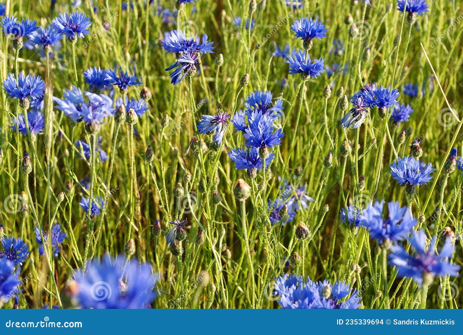 Pradera con flores azules foto de archivo. Imagen de pétalos - 235339694