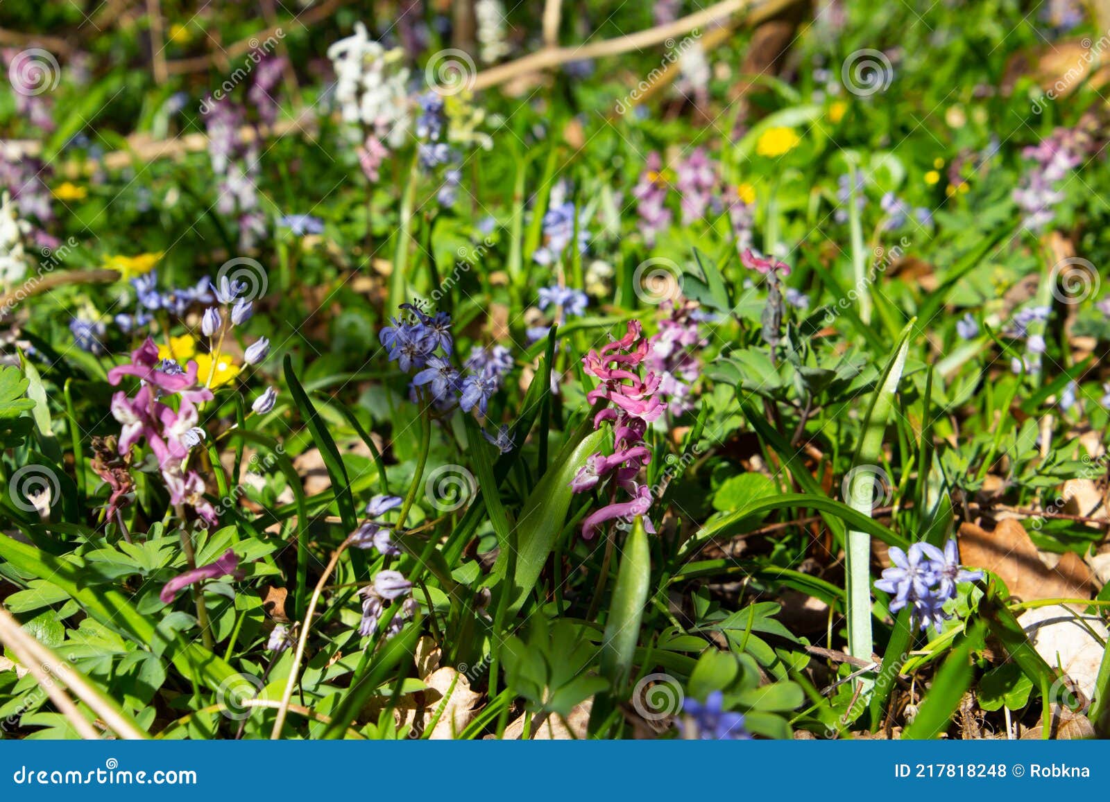 Pradera De Bosque Primaveral Con Cava Corydalis En Flor Foto de archivo ...