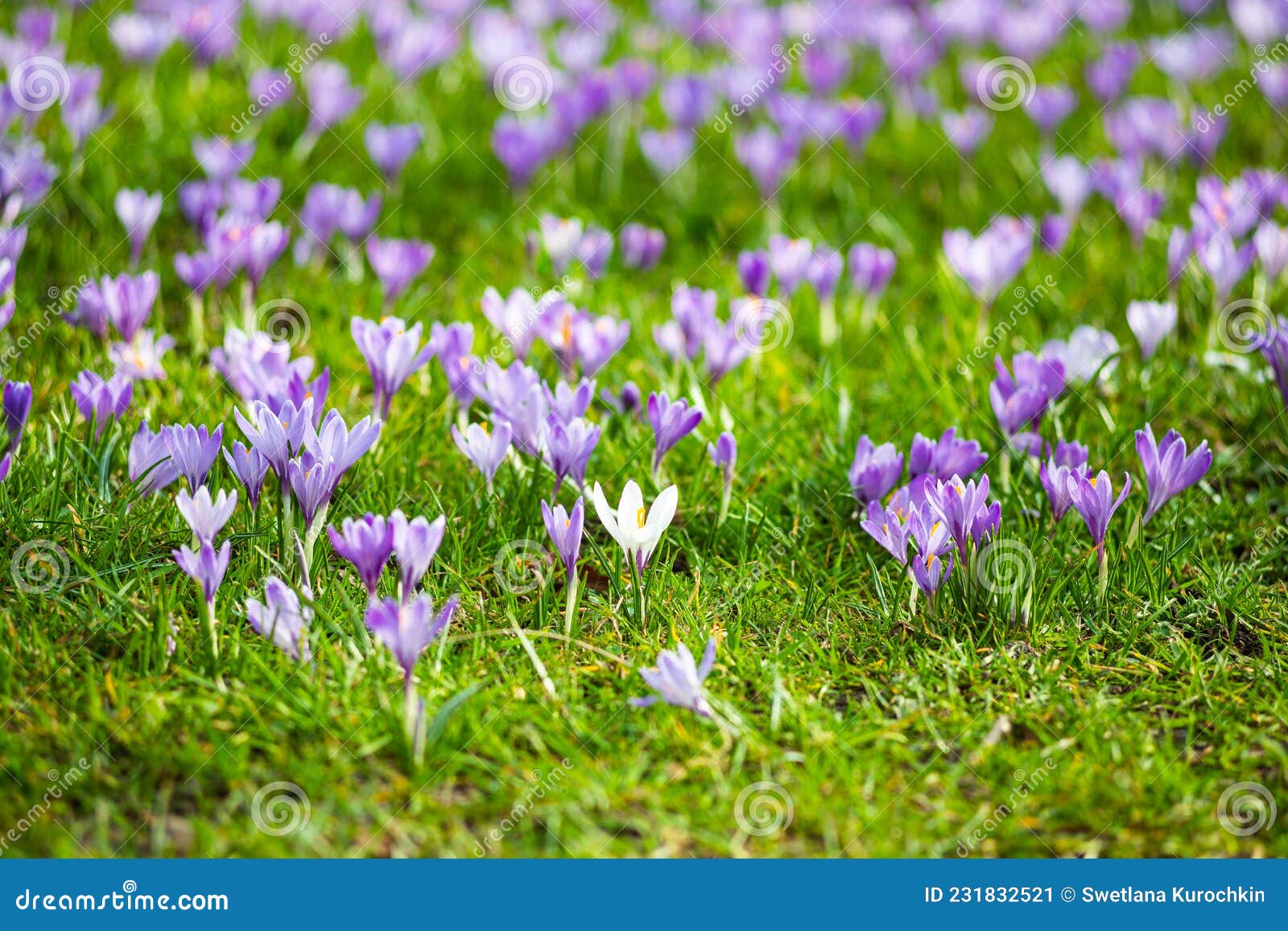 Pradera De Flores De Croco Morado Y Blanco Imagen de archivo - Imagen ...