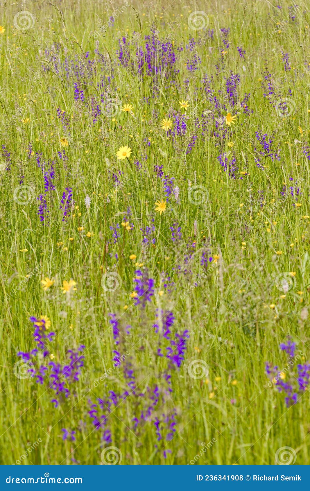 Pradera en flor foto de archivo. Imagen de prados, floraciones - 236341908