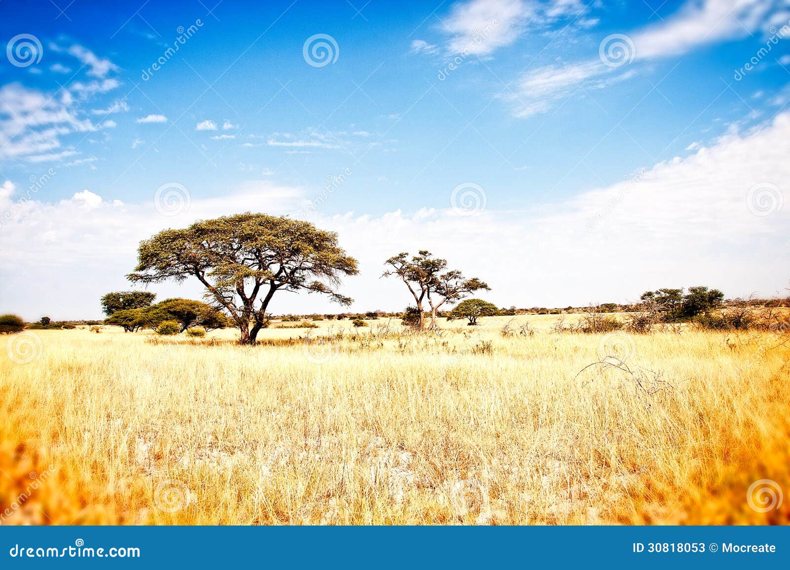 Pradera Kalahari África imagen de archivo. Imagen de destinaciones ...