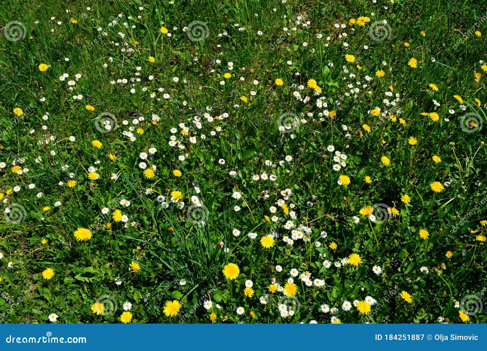 Pradera llena de flores imagen de archivo. Imagen de color - 184251887