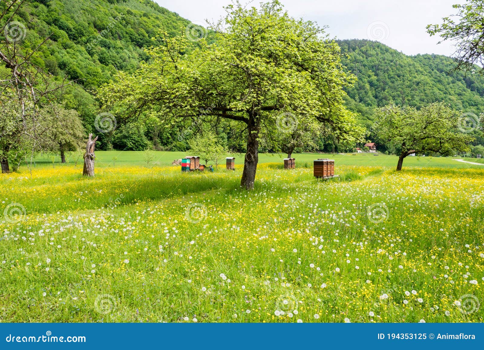 Pradera Primaveral Con Casas De Abejas Imagen de archivo - Imagen de ...
