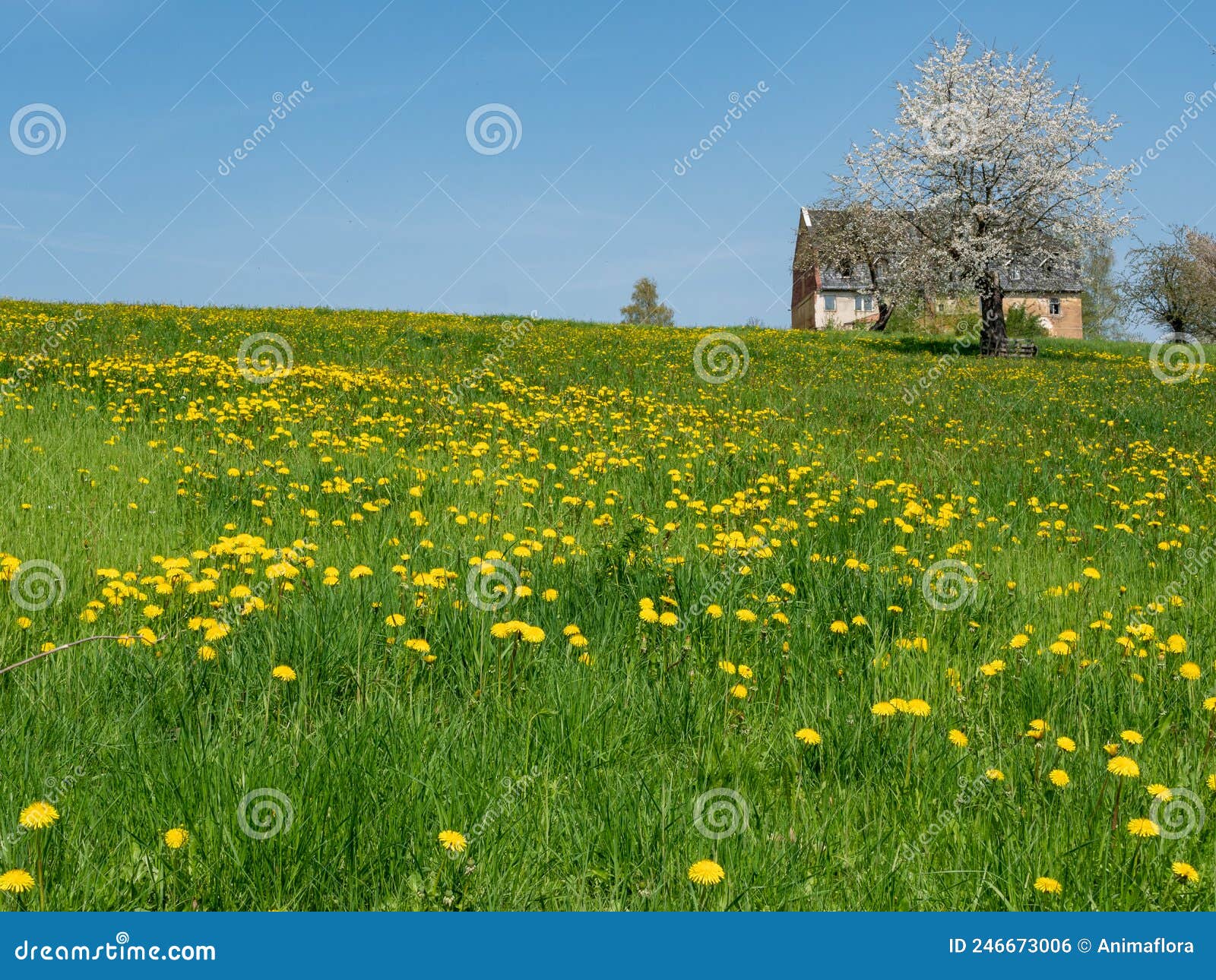 Pradera Primaveral Con Flores En Primavera Foto de archivo - Imagen de ...
