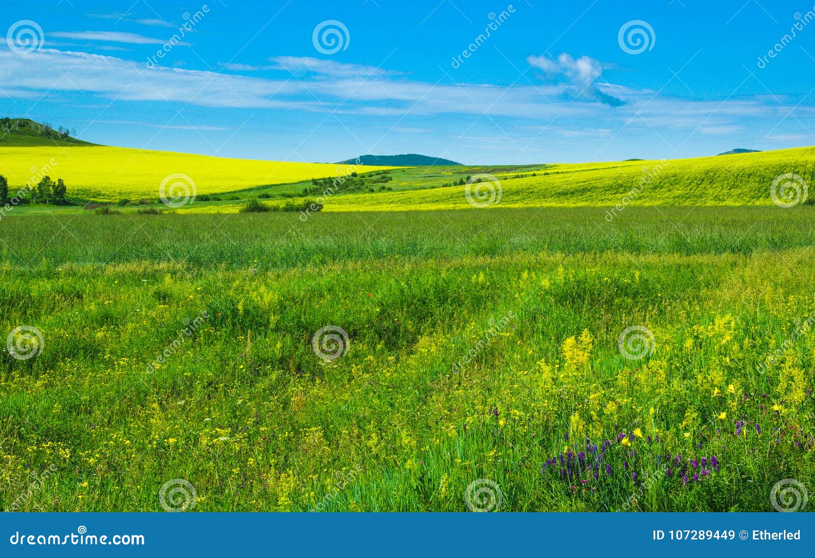 Pradera verde extensa imagen de archivo. Imagen de paseo - 107289449
