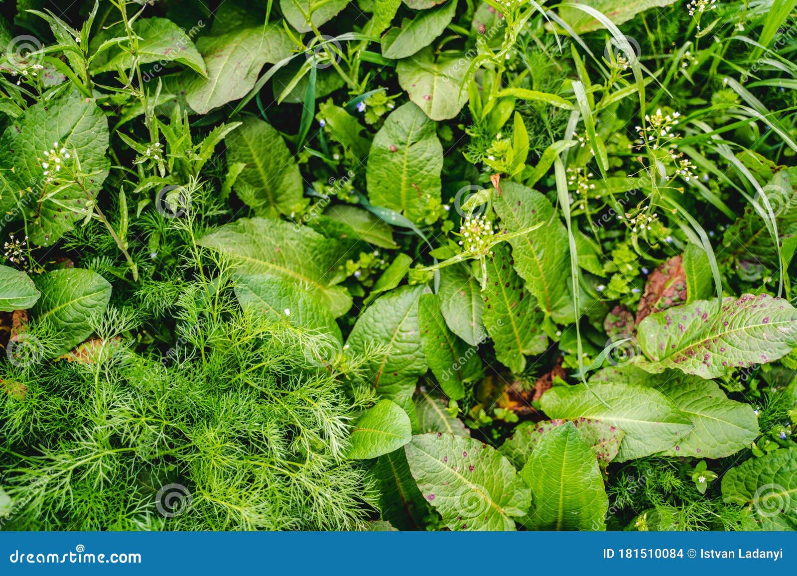 Pradera verde foto de archivo. Imagen de exterior, hierba - 181510084