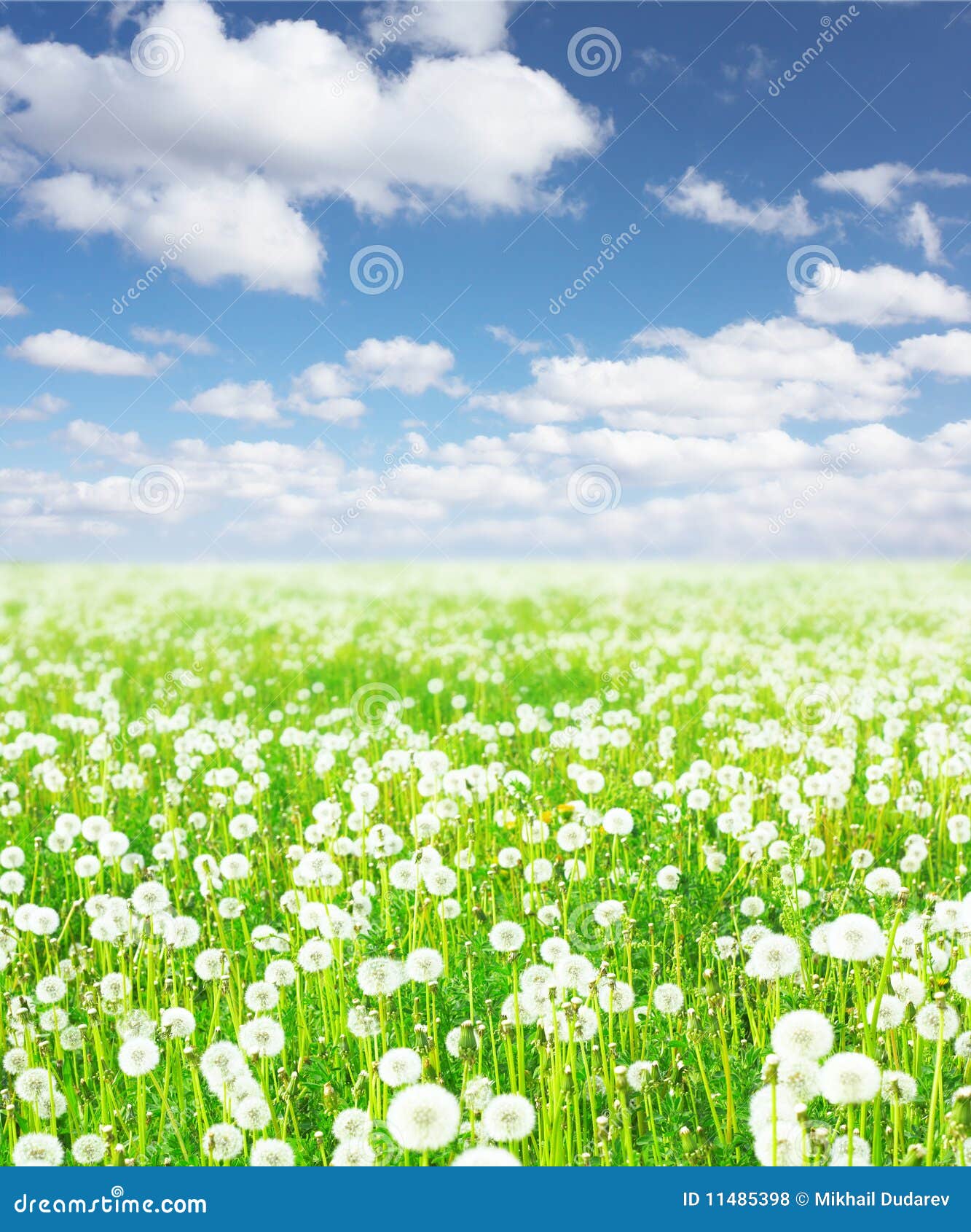 Prado foto de archivo. Imagen de claro, azul, escena - 11485398