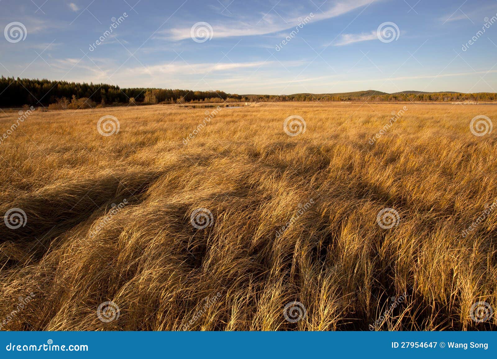 Prado imagen de archivo. Imagen de claro, tranquilidad - 27954647