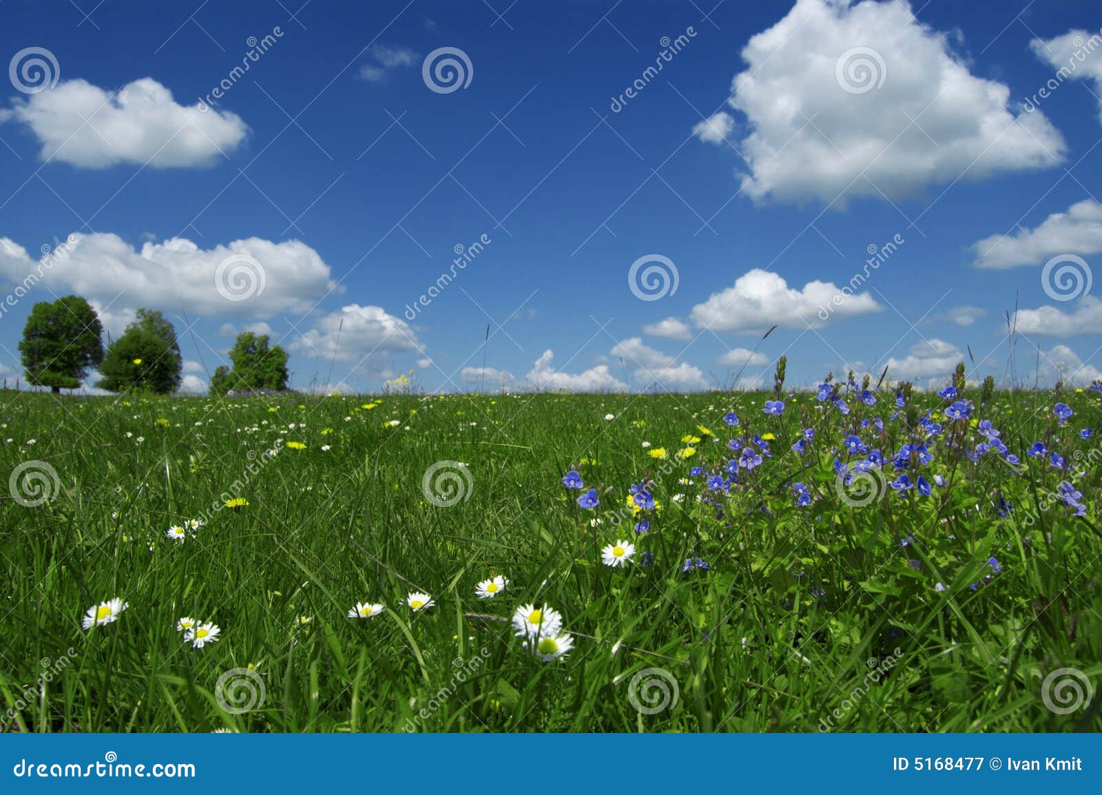 Prado imagen de archivo. Imagen de ambiente, campo, agricultura - 5168477