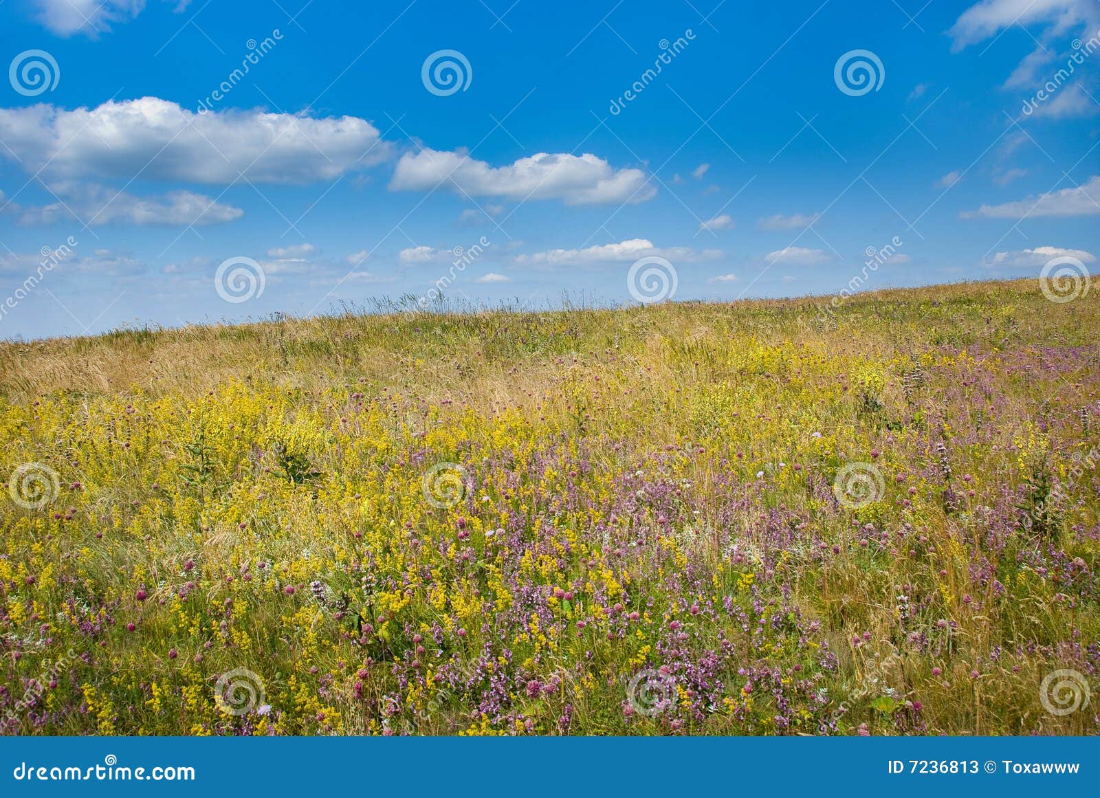 Prado imagen de archivo. Imagen de exterior, flores, ambiental - 7236813