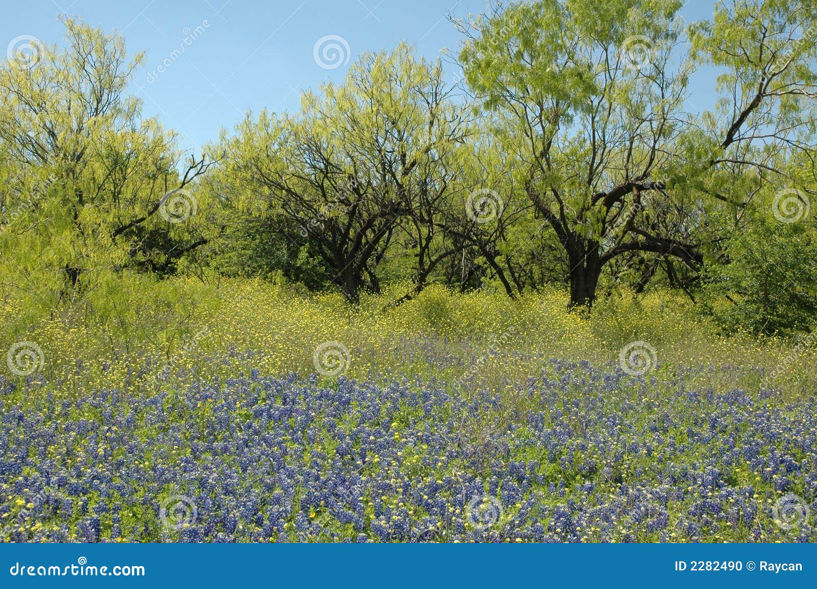 Prado azul del capo foto de archivo. Imagen de cubo, verde - 2282490