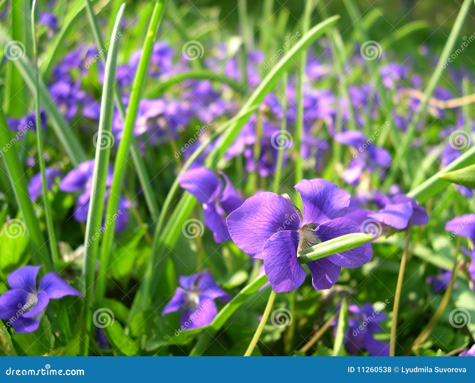 Prado Con Las Perro-violetas Foto de archivo - Imagen de arriate, grupo ...