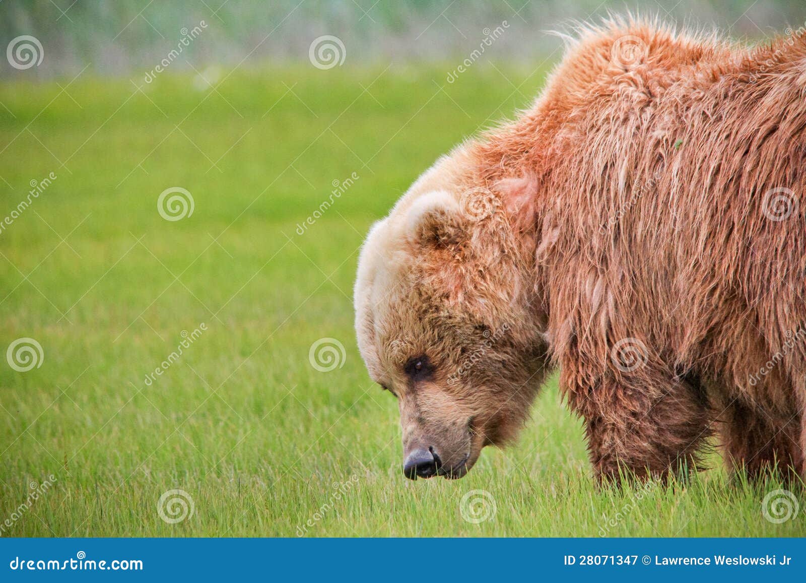 Prado Da Grama Verde De Urso De Alaska Brown Imagem de Stock - Imagem ...