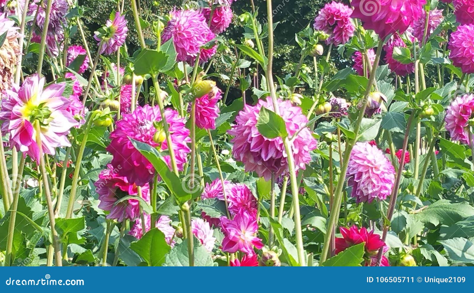 Prado de la dalia imagen de archivo. Imagen de prado - 106505711
