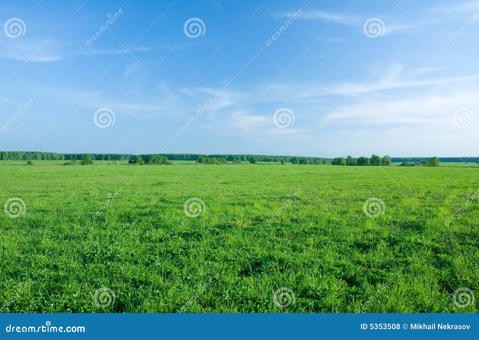 Prado verde foto de archivo. Imagen de prados, hoja, agricultura - 5353508