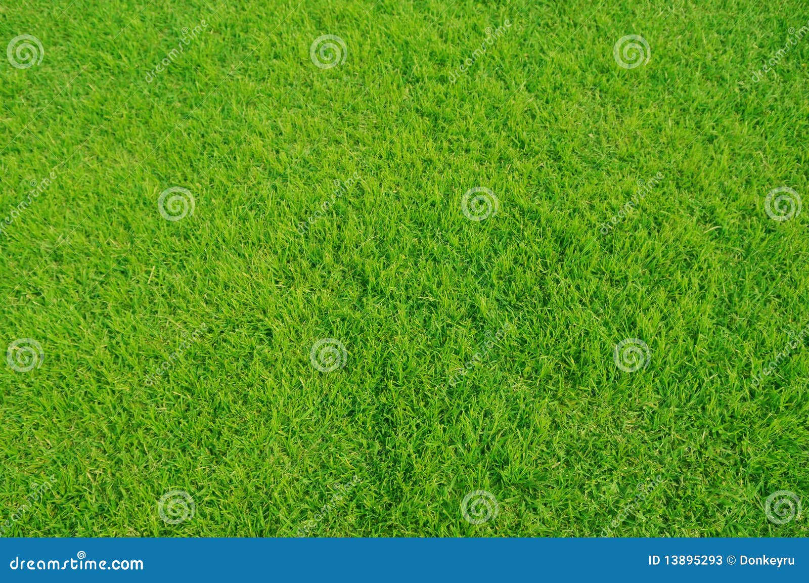 Prado verde del resorte imagen de archivo. Imagen de coloreado - 13895293