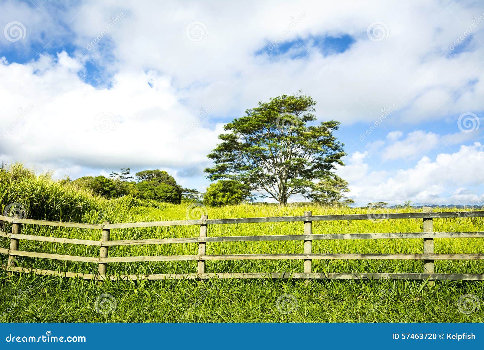 Prado verde en Hawaii foto de archivo. Imagen de cerca - 57463720