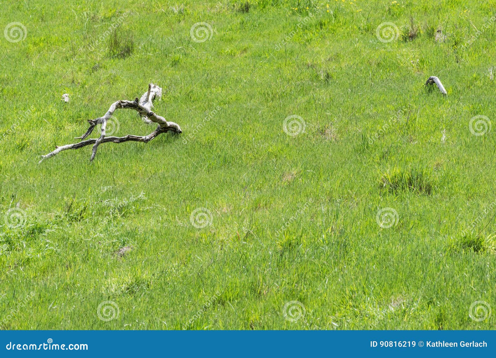 Prado y madera muerta imagen de archivo. Imagen de muerto - 90816219