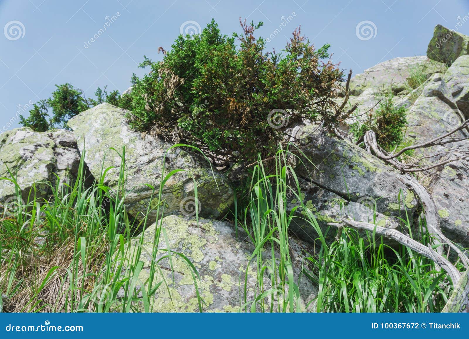 Prados alpinos Taganay foto de archivo. Imagen de europa - 100367672
