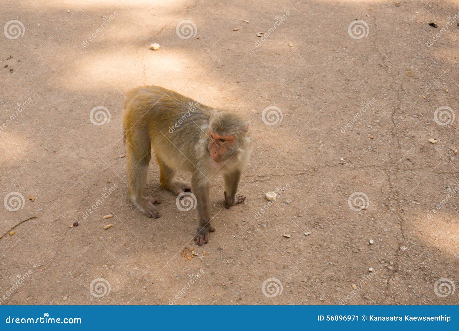 Pragnant Monkey on the Ground Stock Image - Image of grooming, asian ...