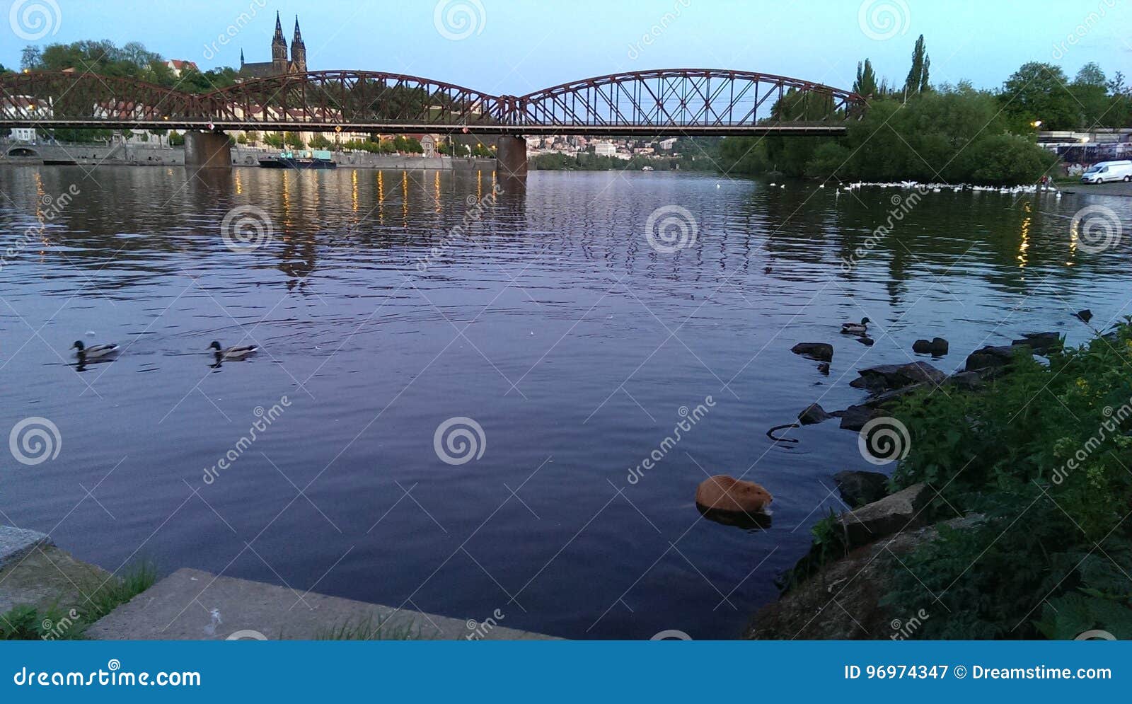 Prague Bridge Castle River Capibara Nutria Duck Stock Image - Image of ...
