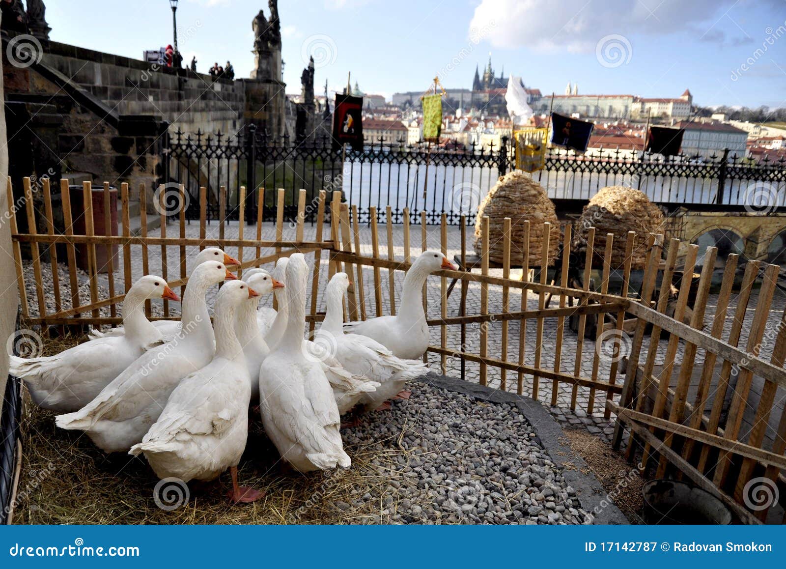 Prague castle and geese stock image. Image of gothic - 17142787