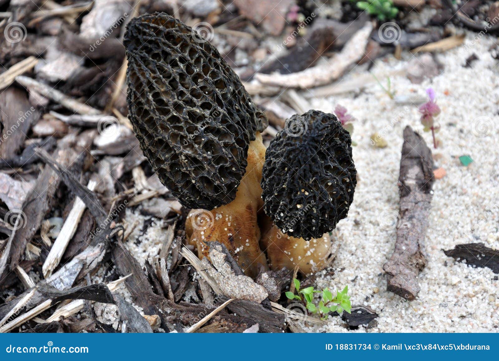 Prague Morel - Morchella Pragensis Stock Photo - Image of morchella ...