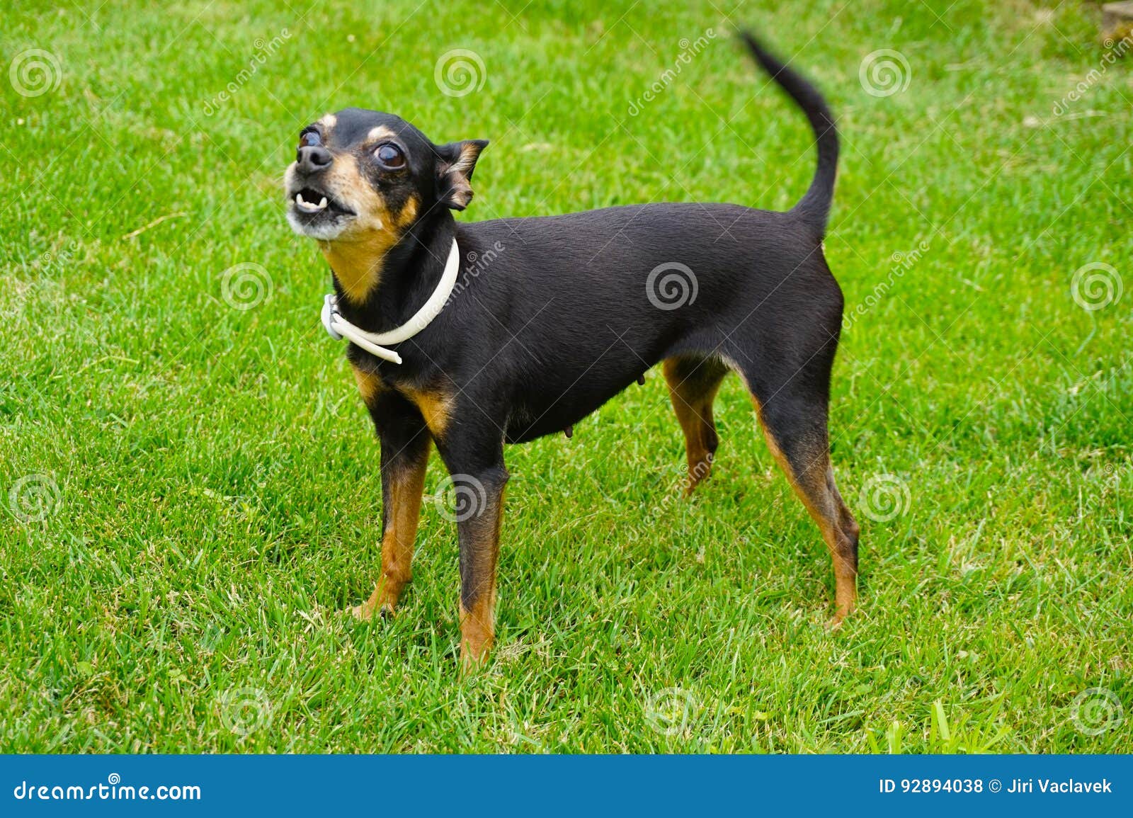 Prague ratter dog stock photo. Image of young, black - 92894038