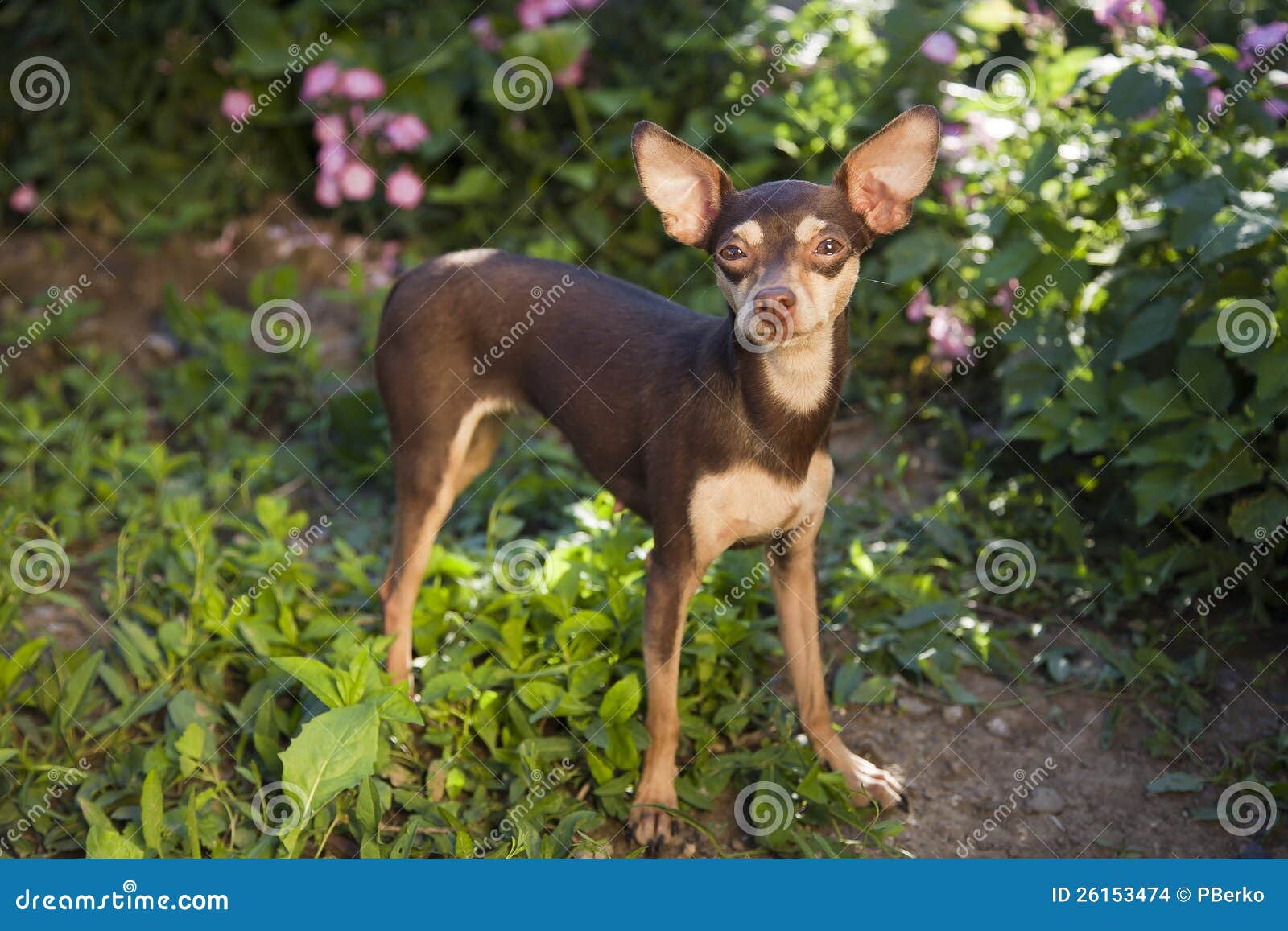 Prague ratter in the grass stock photo. Image of adorable - 26153474