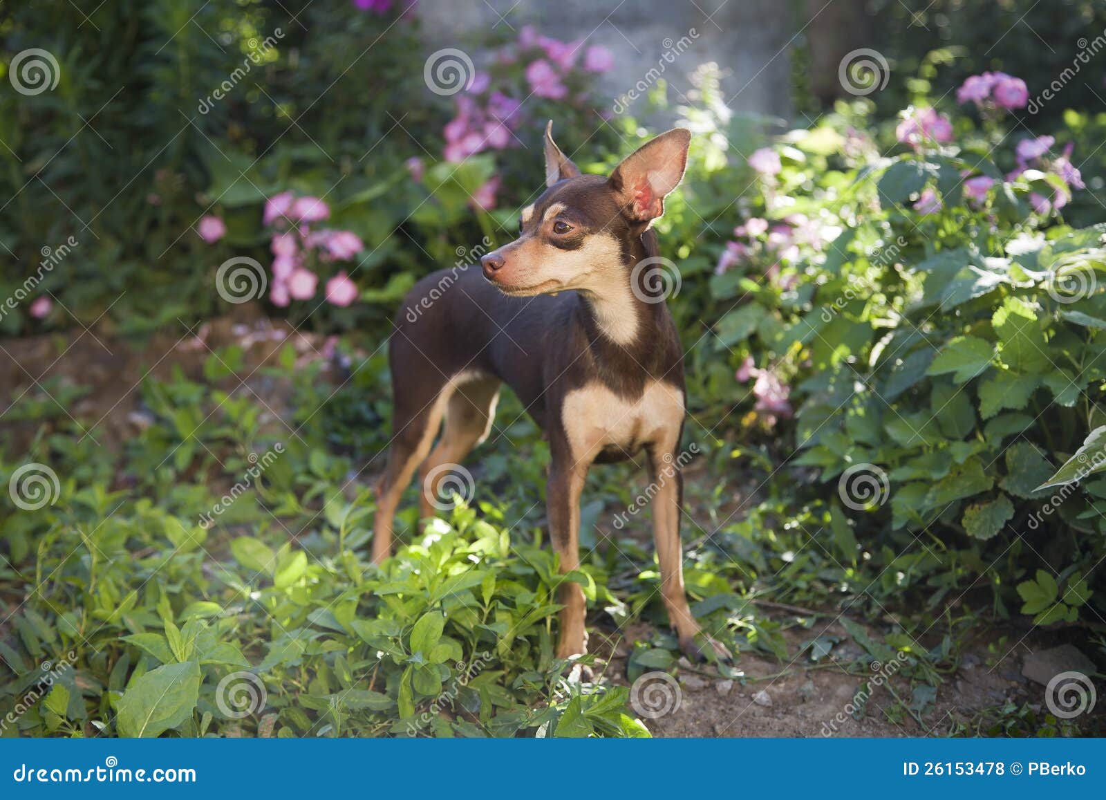 Prague ratter in the grass stock photo. Image of animal - 26153478