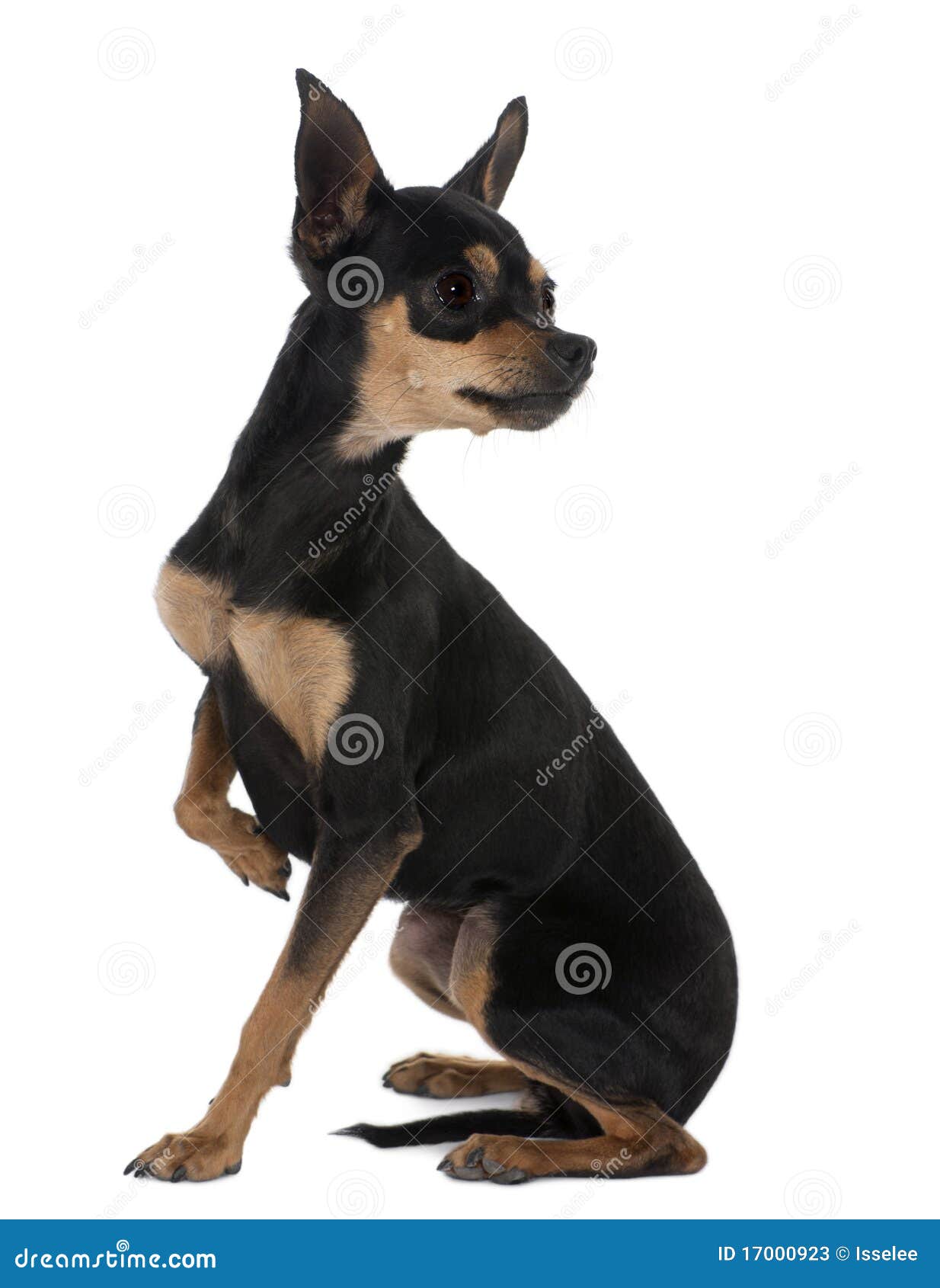 Prague Ratter or Prazsky Krysarik Stock Image - Image of away, alert ...