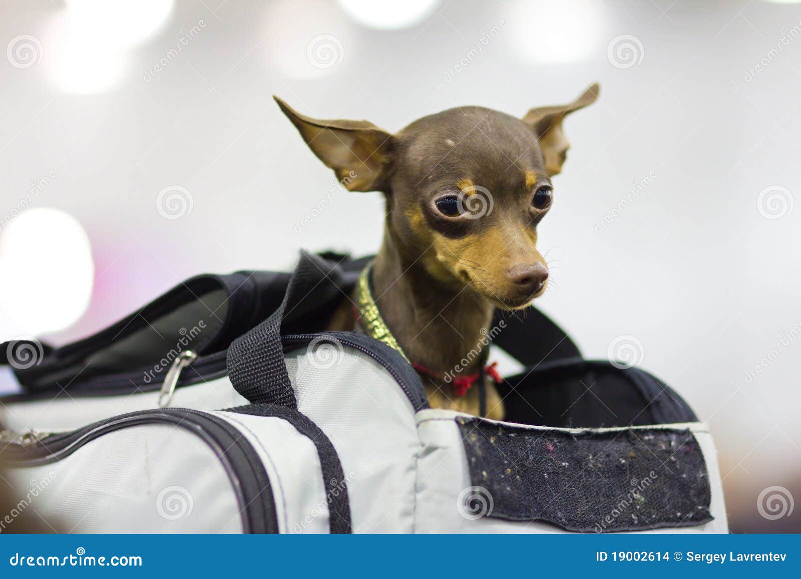 Prague Ratter or Prazsky Krysarik Stock Photo - Image of krysarik ...