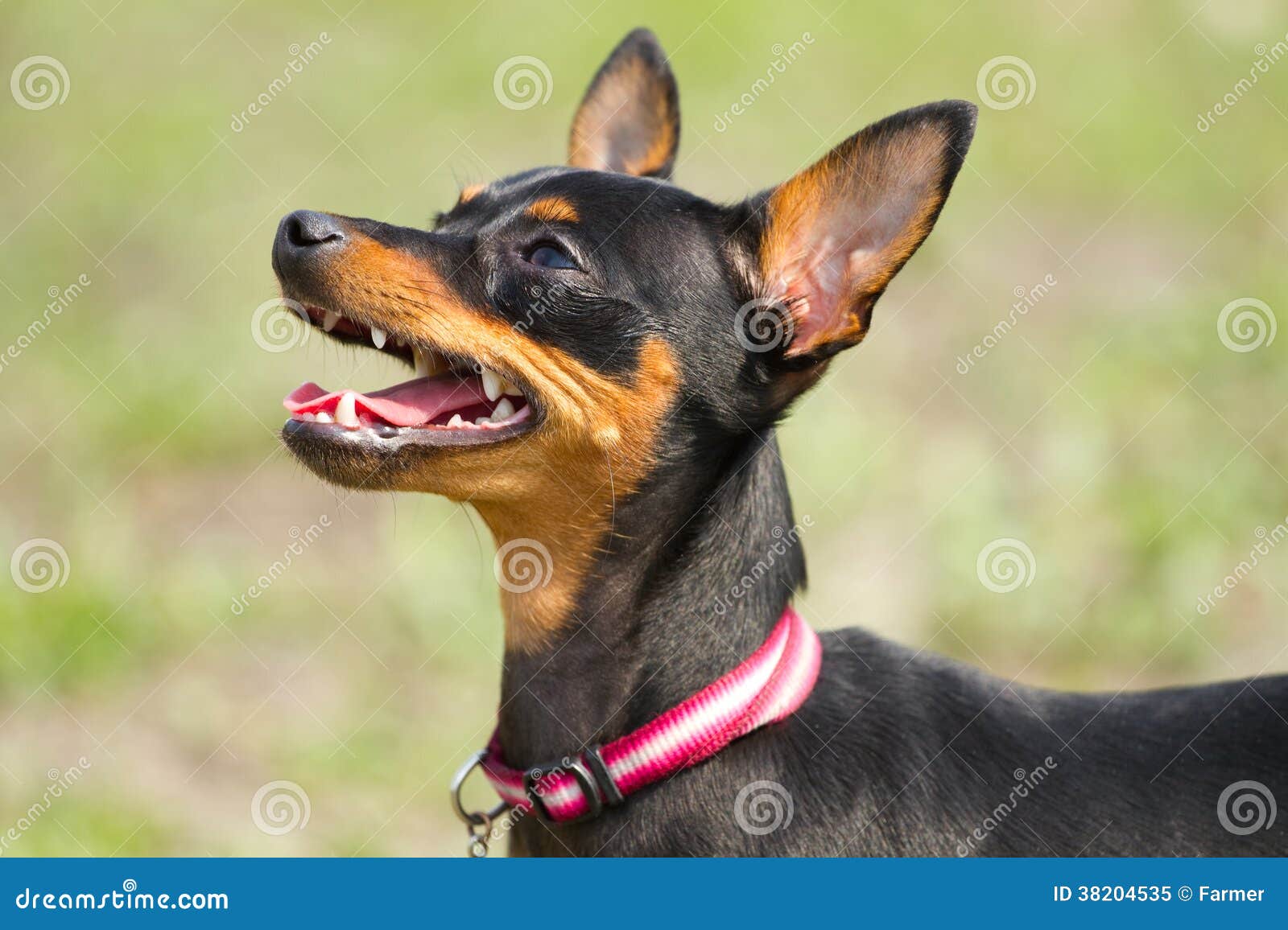 Prague Ratter(Prazsky Krysarik) Stock Image - Image of prazsky, summer ...