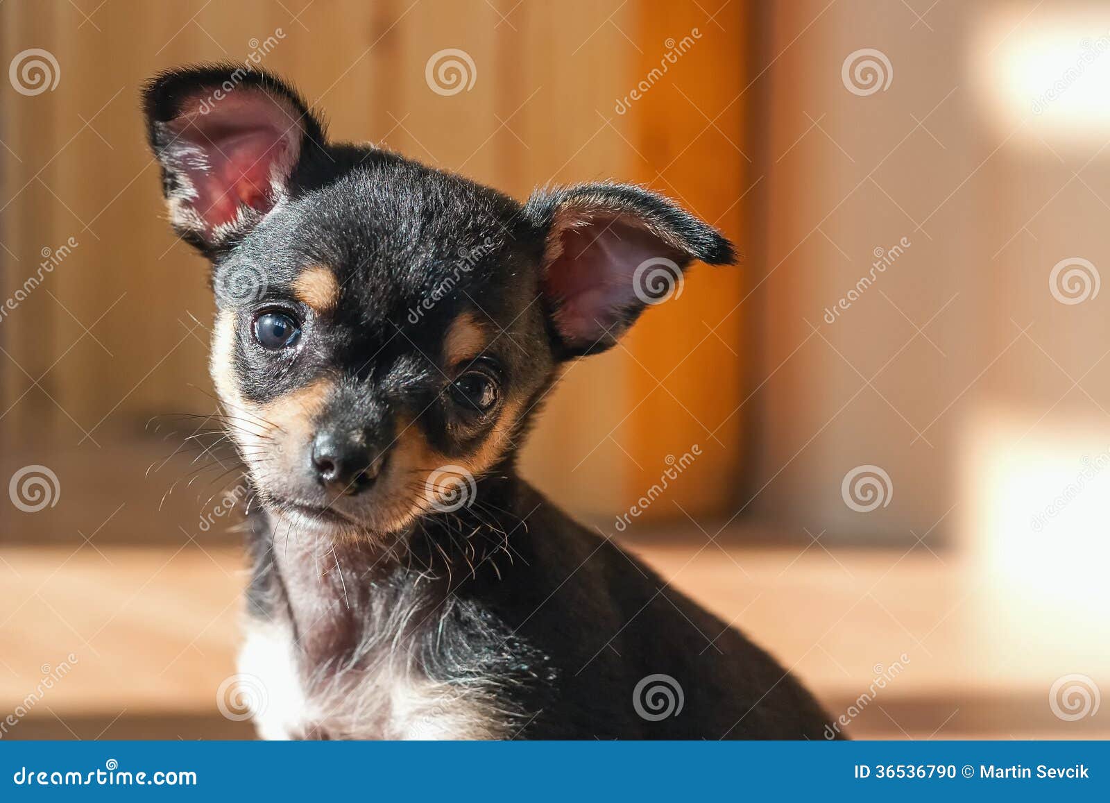 Prague Ratter Sitting on the Floor Stock Photo - Image of brown, animal ...