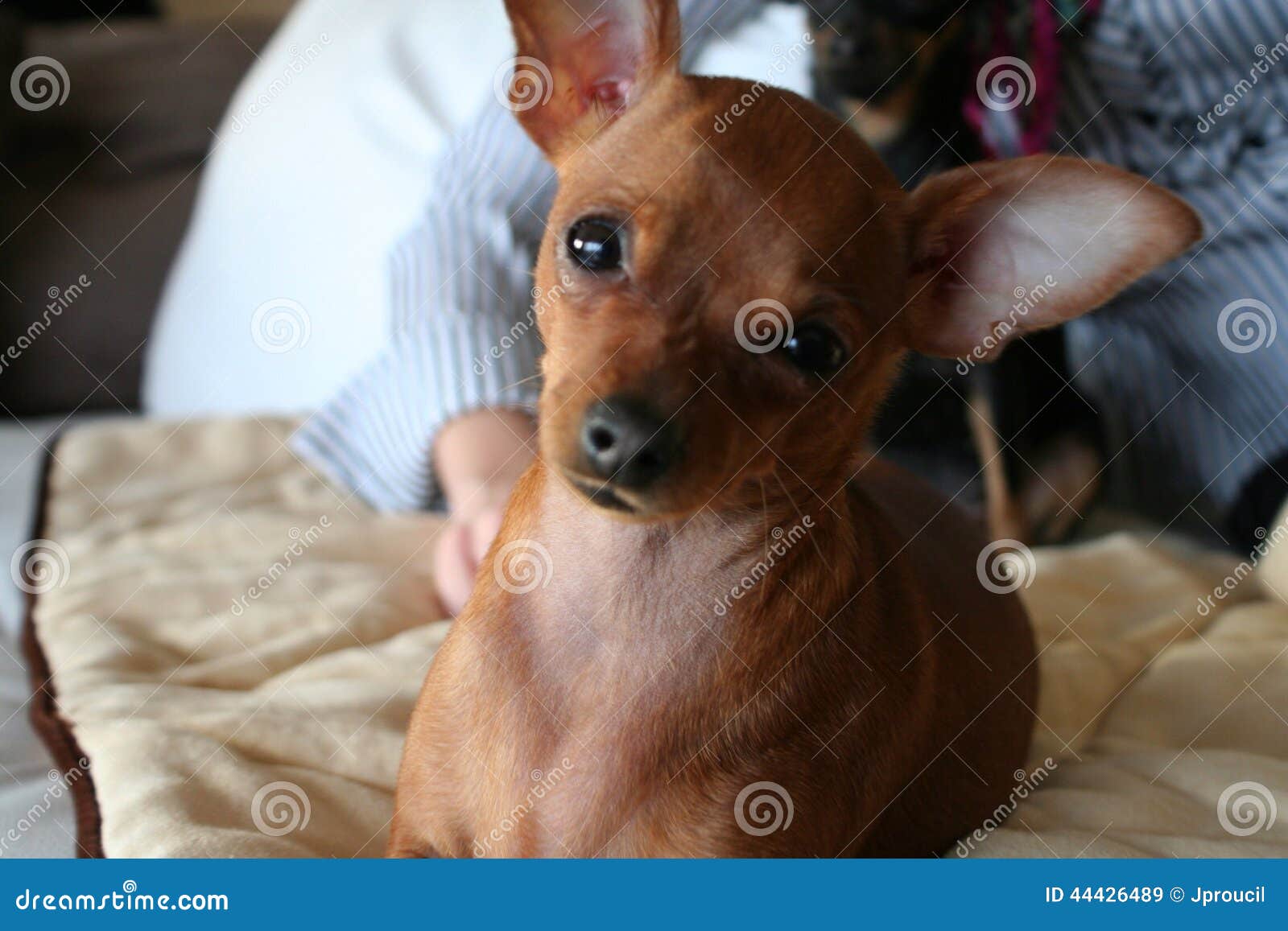 Prague Ratter stock image. Image of lying, coat, view - 44426489