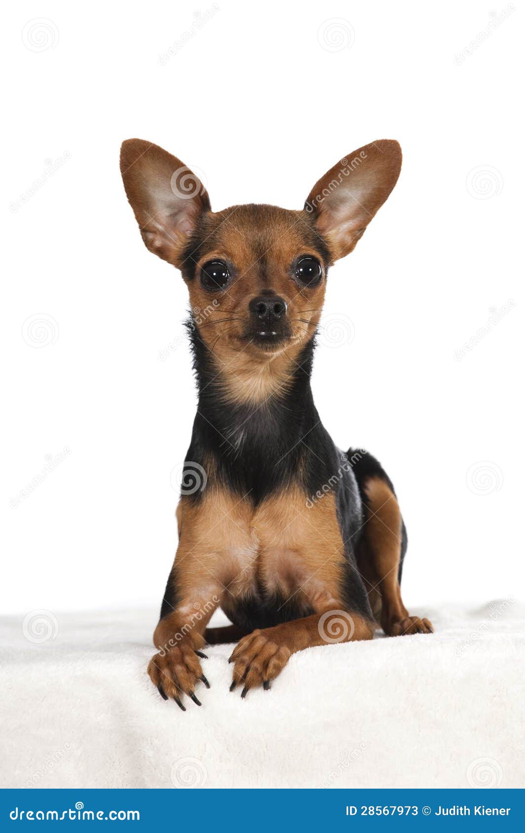 Prague rattler stock image. Image of mammal, dogs, indoor - 28567973