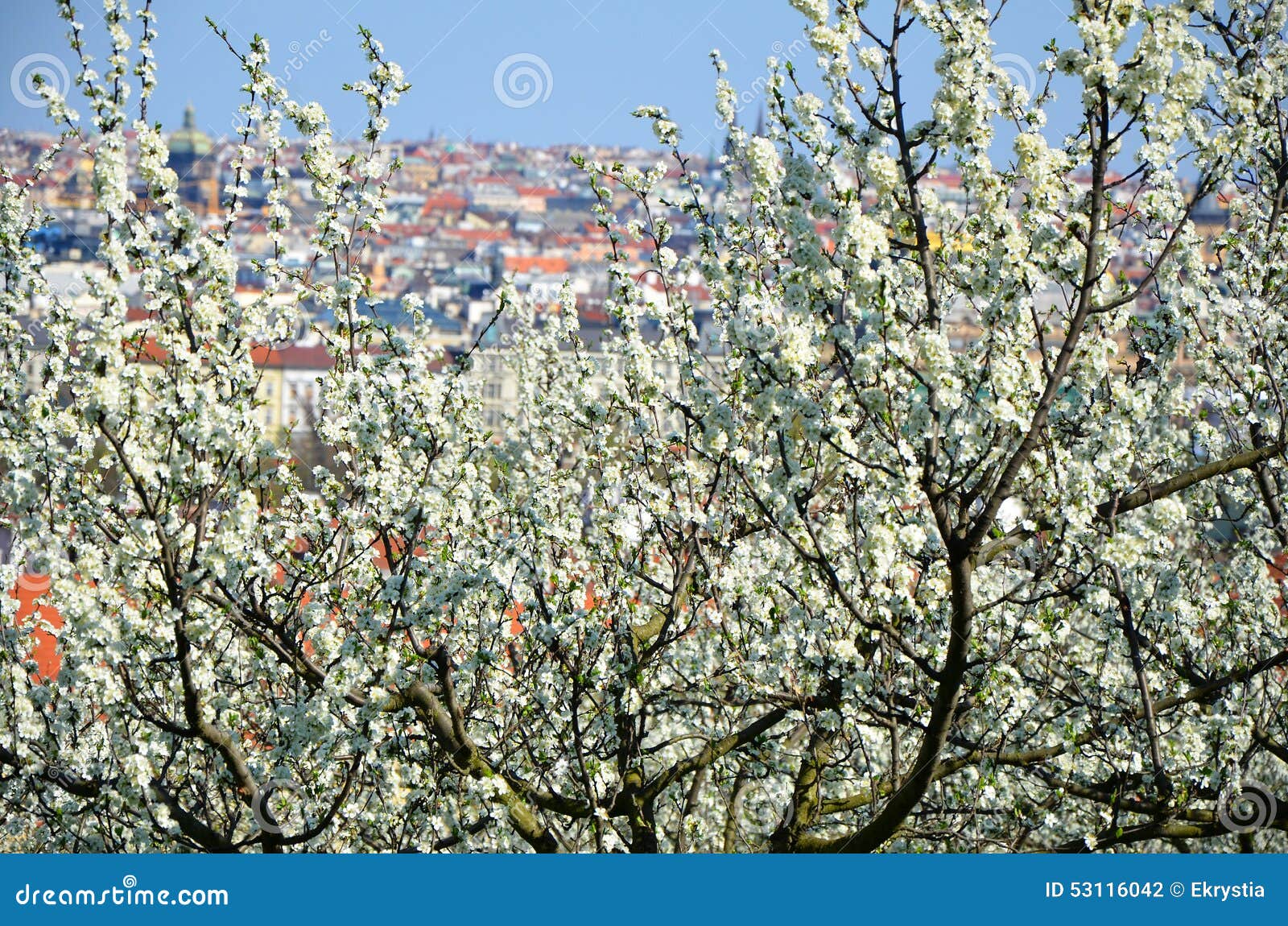 Prague in Spring and Cherry Trees Stock Photo - Image of castle, europe ...