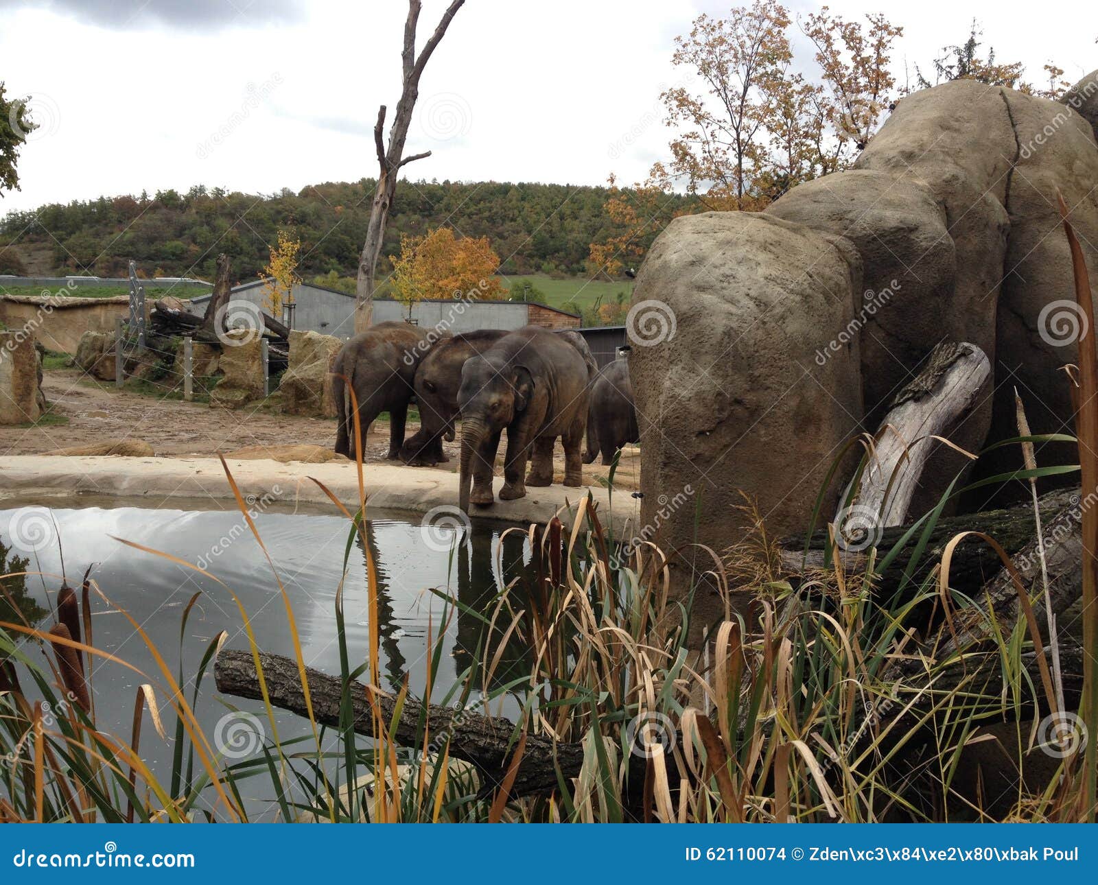 Prague ZOO stock photo. Image of prague, elephant, safari - 62110074