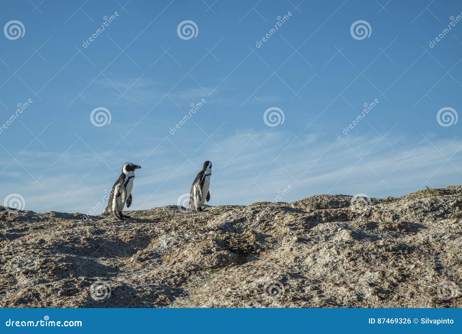 Praia Dos Pinguins Na Cidade Do Cabo Foto de Stock - Imagem de praia ...