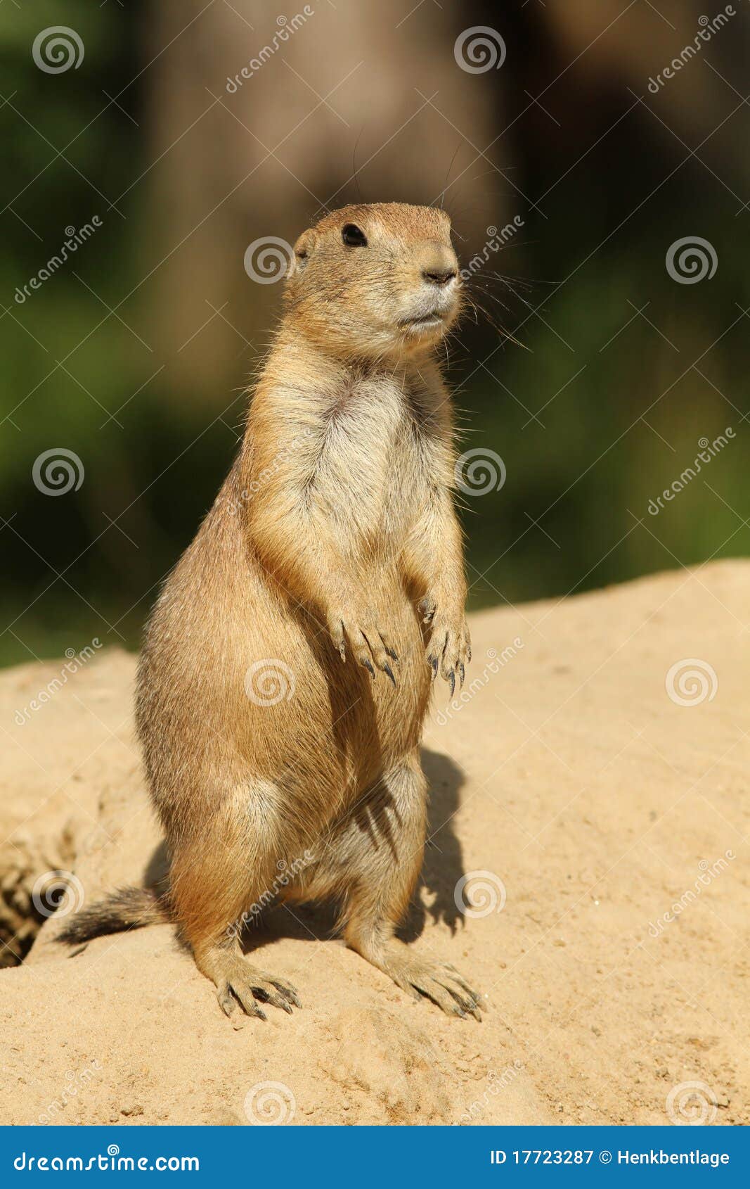 Praire Dog Standing Upright Stock Image - Image of wildlife, rodent ...