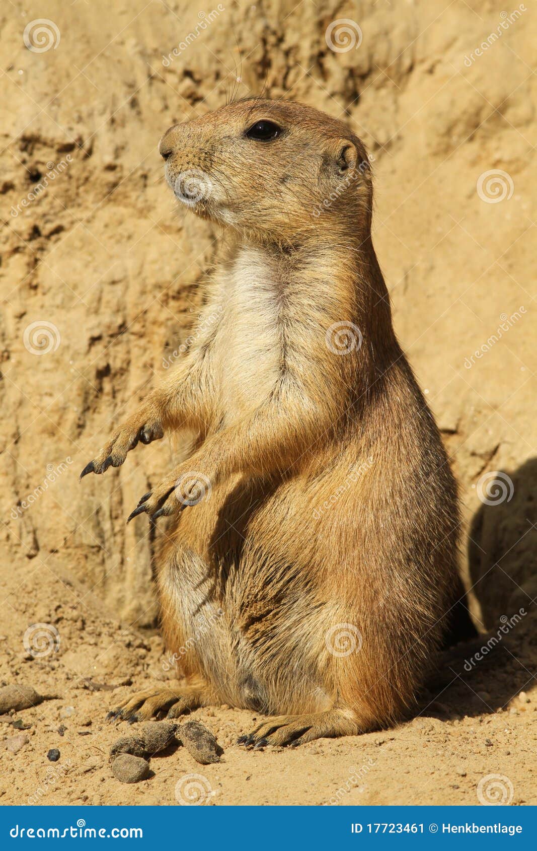 Praire Dog Standing Upright Stock Image - Image of wildlife, nature ...