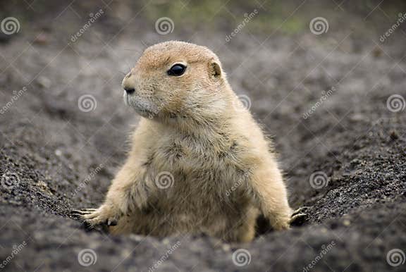 Prairi Dog stock photo. Image of brown, prairie, squirrel - 10760546