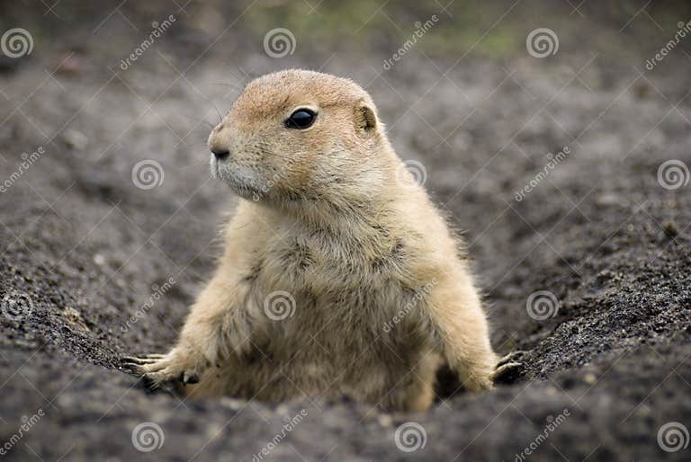 Prairi Dog stock photo. Image of brown, prairie, squirrel - 10760546