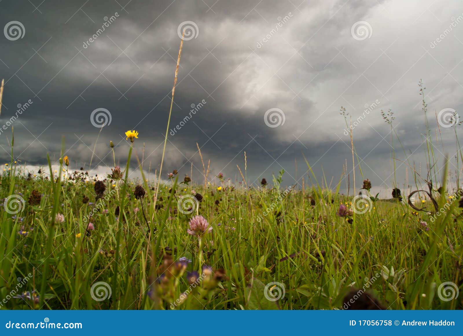 Prairie background stock photo. Image of natural, landscape - 17056758