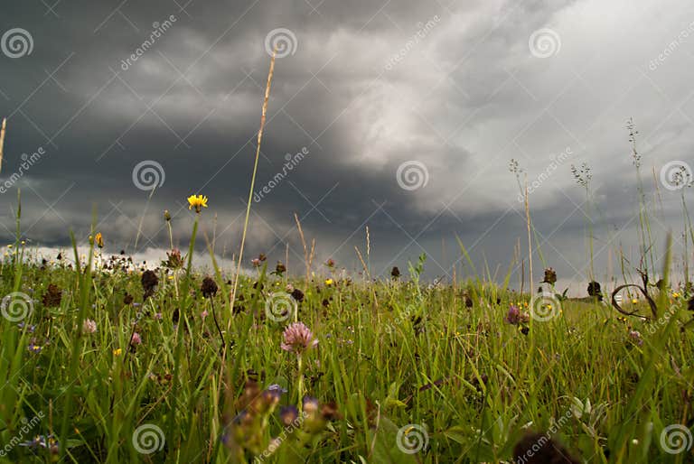 Prairie background stock photo. Image of natural, landscape - 17056758
