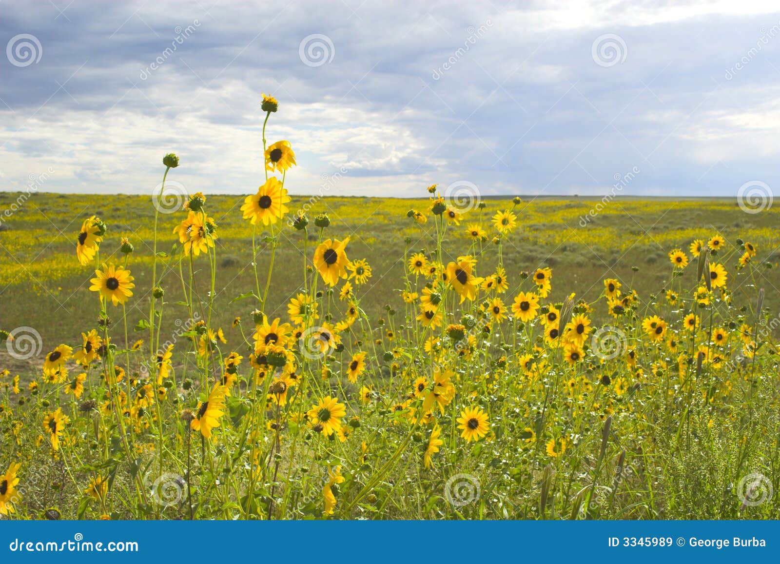 Prairie in bloom stock image. Image of macro, bloom, color - 3345989