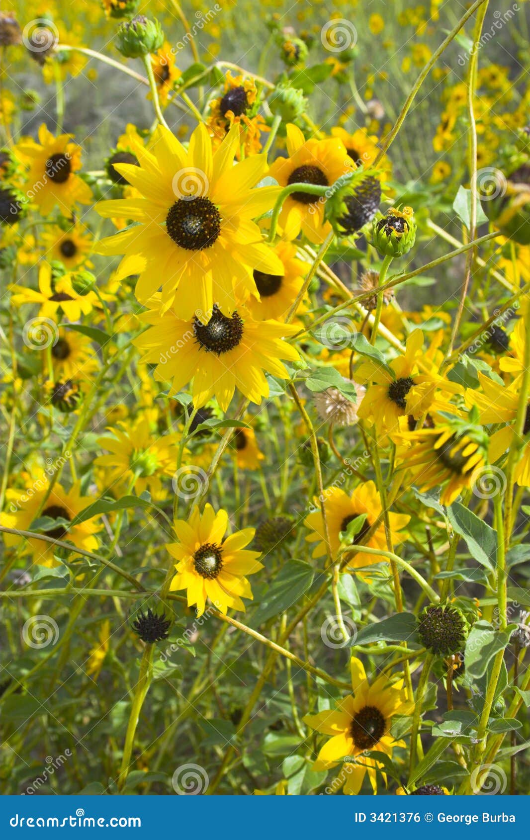 Prairie in bloom stock photo. Image of macro, florist - 3421376