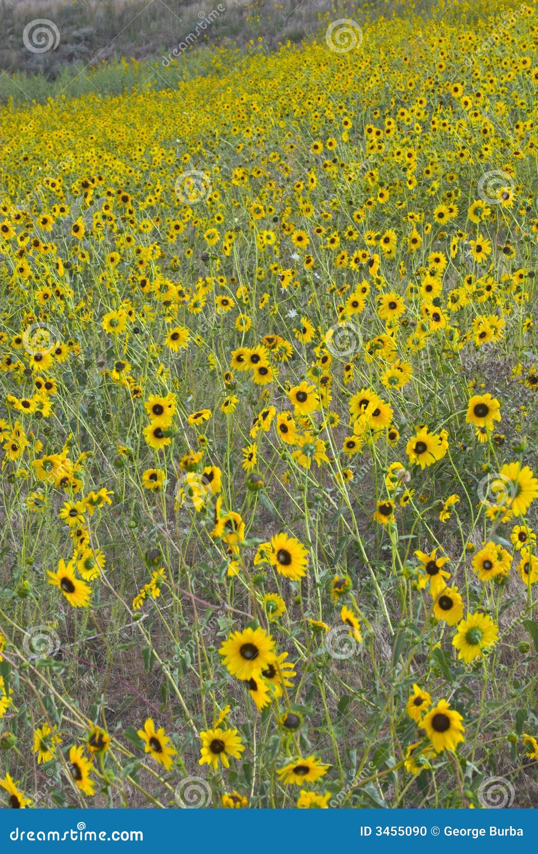 Prairie in bloom stock photo. Image of macro, floral, natural - 3455090