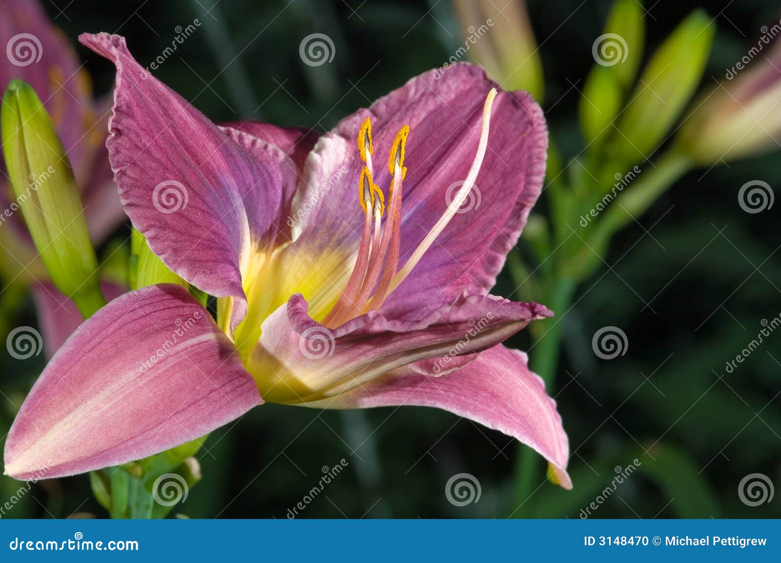 1,915 Prairie Lily Stock Photos - Free & Royalty-Free Stock Photos from ...